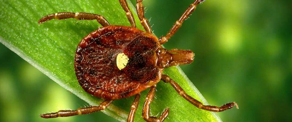 The Lone Star Tick and Meat Allergies: What to Know