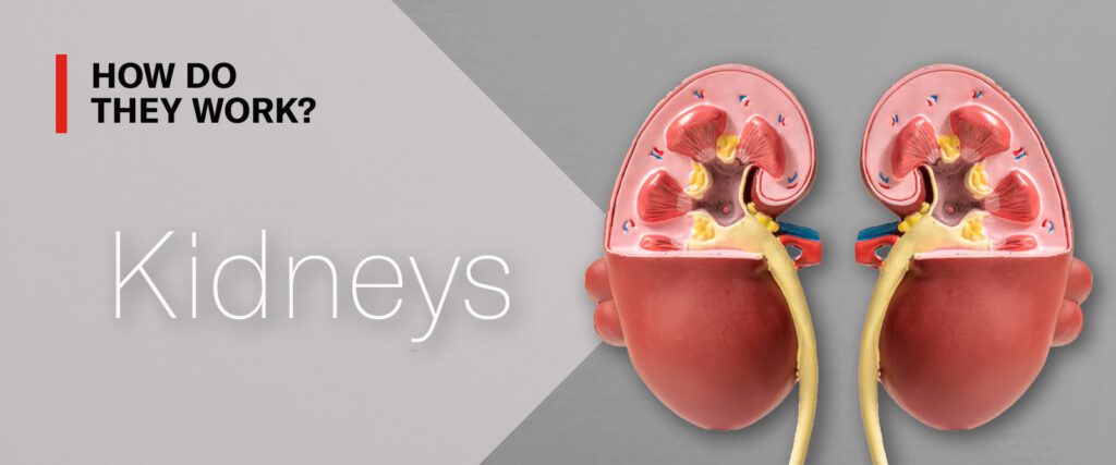 Understanding How Kidneys Work and How to Keep them Healthy